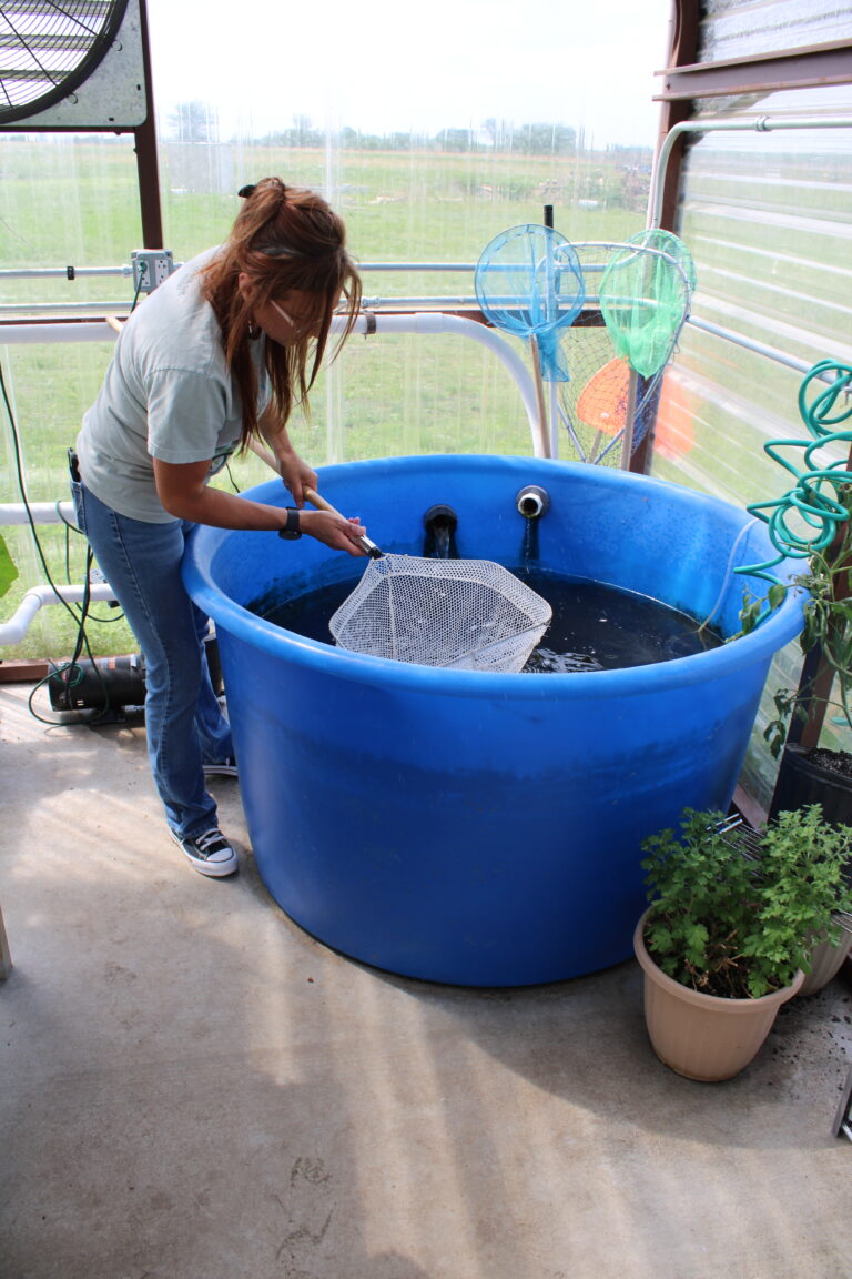 Aquaponics paves the future for cultural crops and food sovereignty ...